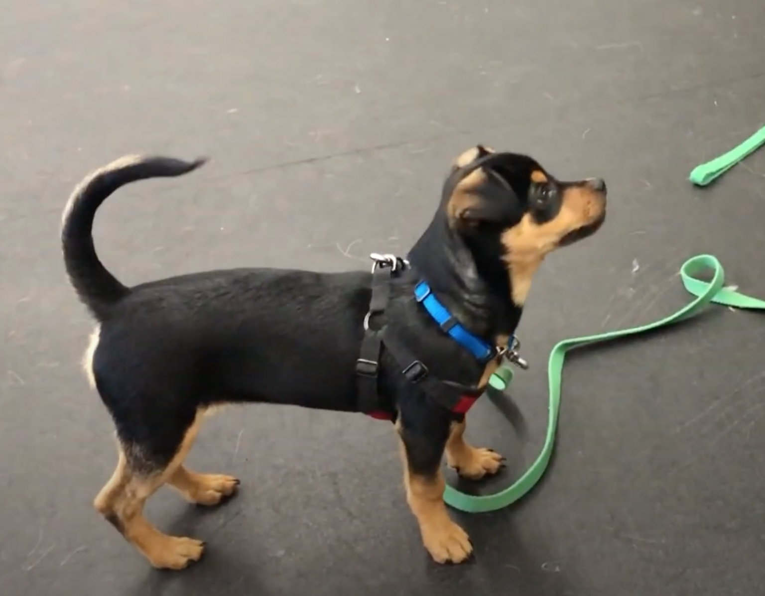 How to Get a Hyper Dog From Crazy to Lazy - Unleashed Potential ...
