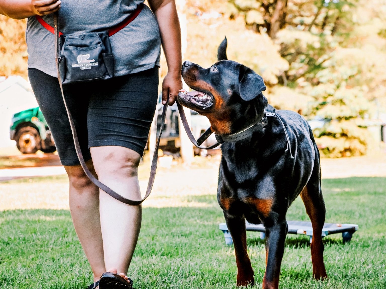 Training for Dog Owners or Dog Trainers